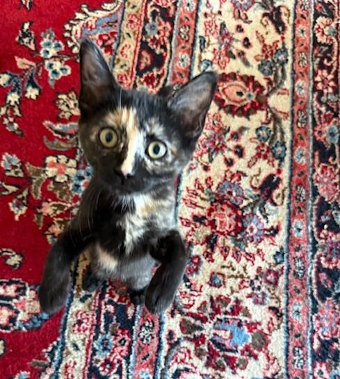 Cat for adoption - Blaze – The Sweetest Little Sidekick, a ...