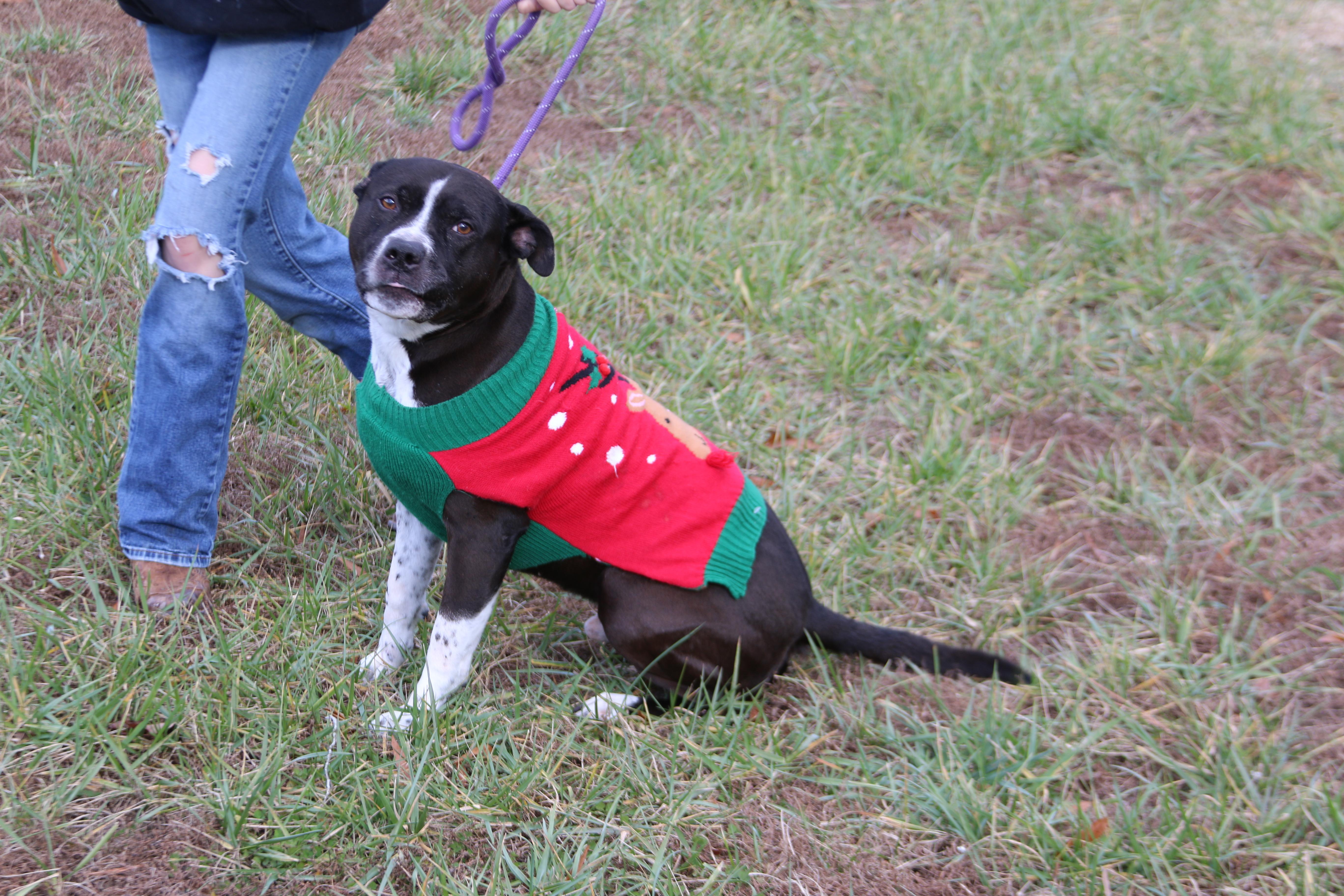 Dog for adoption - Grims, a Pit Bull Terrier Mix in Emporia, VA | Petfinder