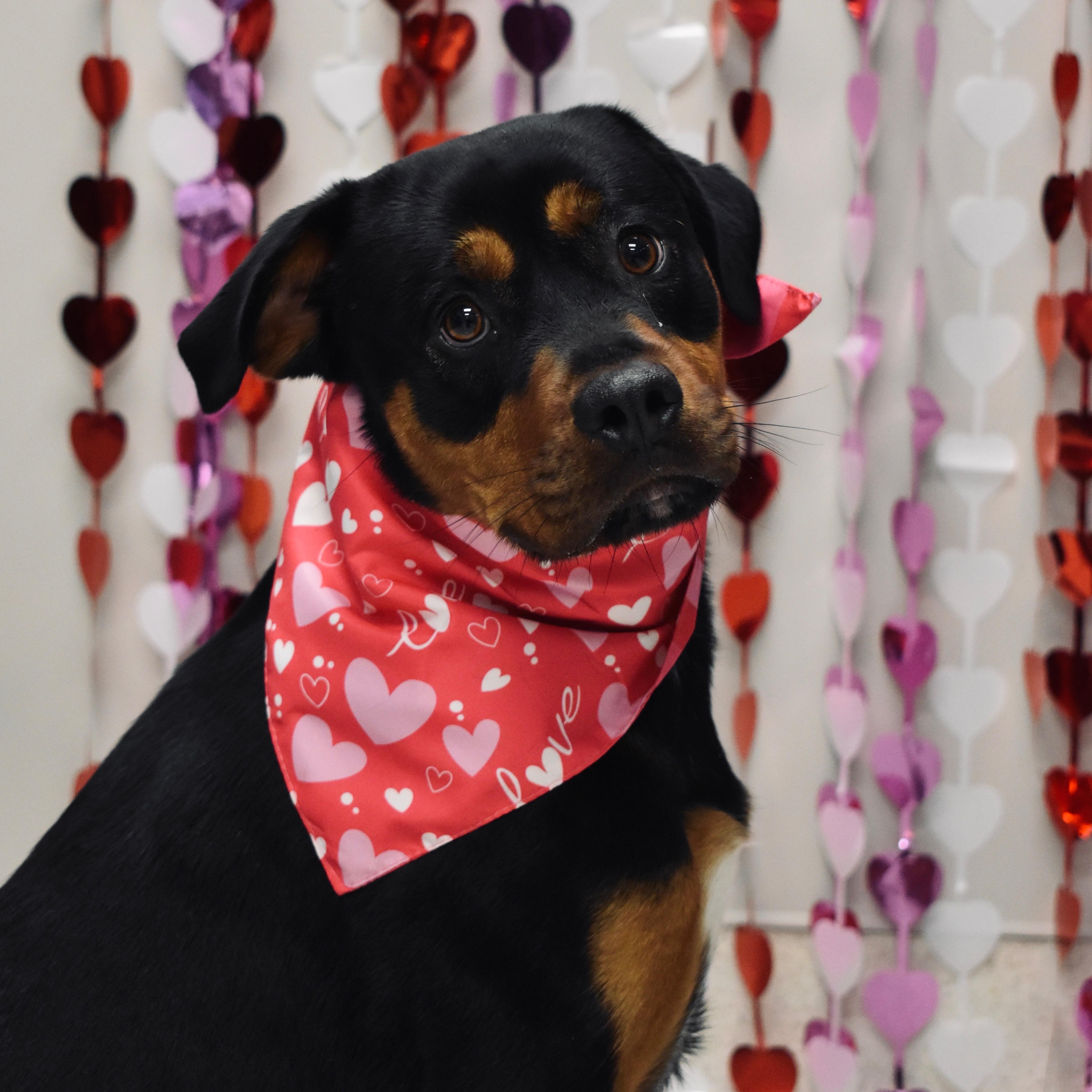 Nina - Adoptable Pet | Petfinder | Petfinder