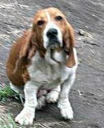 Dog for adoption - Duncan-Pending!, a Basset Hound in Frederick, MD ...