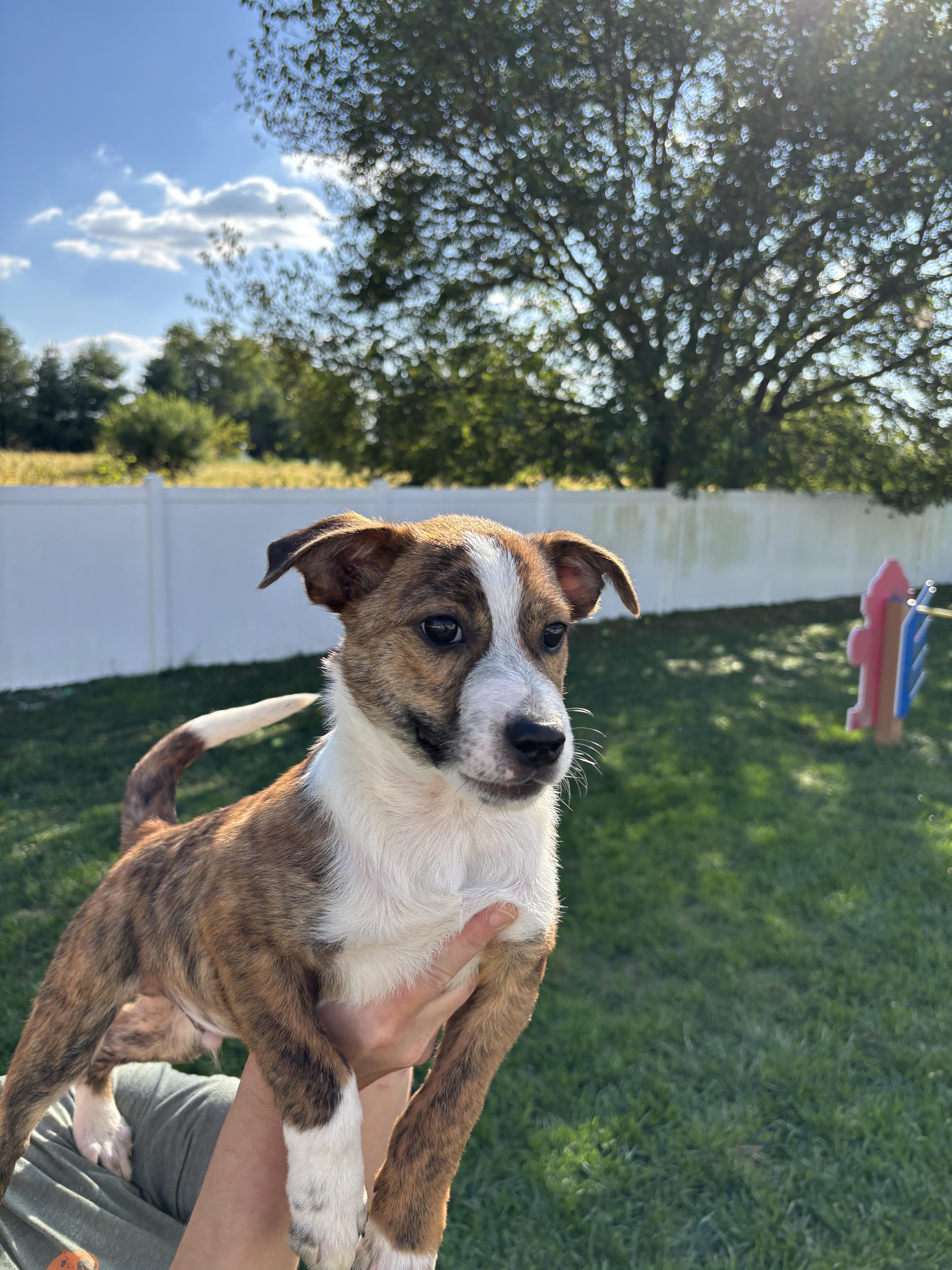 Ozaukee Humane Society in Grafton, WI