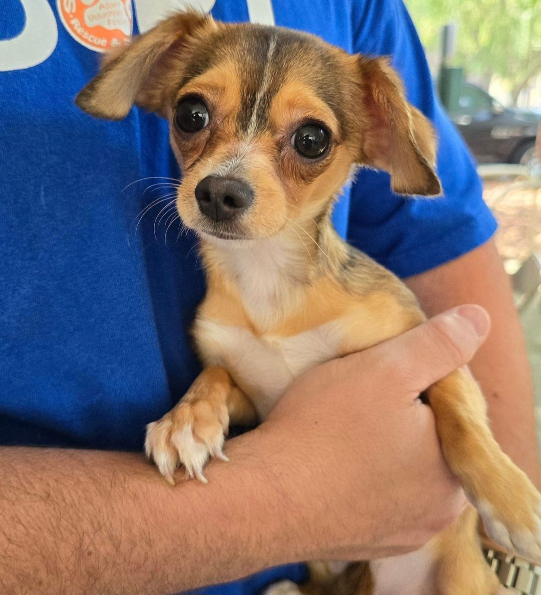 Florida Dog Adoptions | Dogs for Adoption in FL