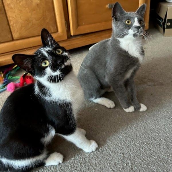 Cat for adoption - Nebula and Supernova, a Domestic Short Hair in ...