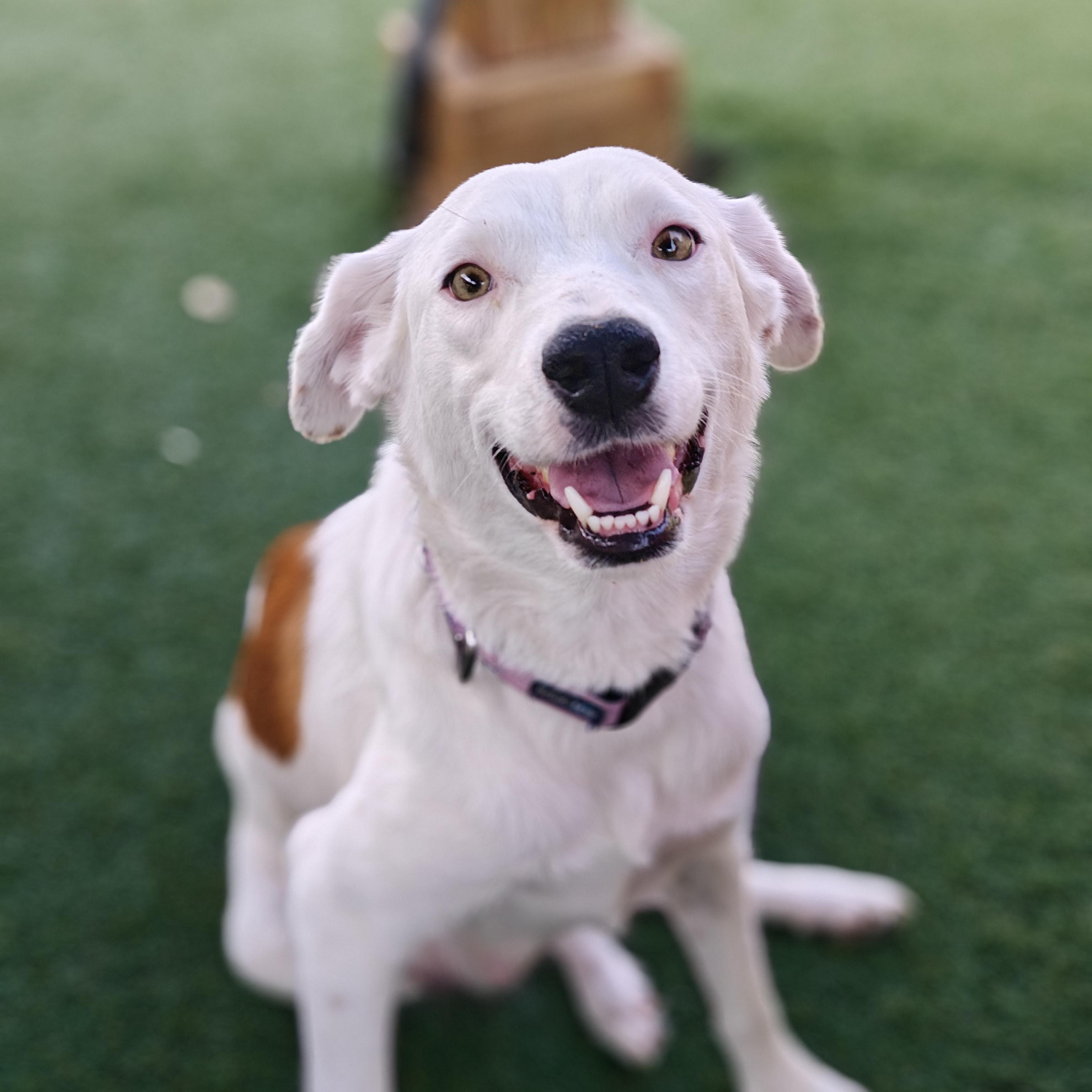 Yogurt - Adoptable Pet | Petfinder | Petfinder