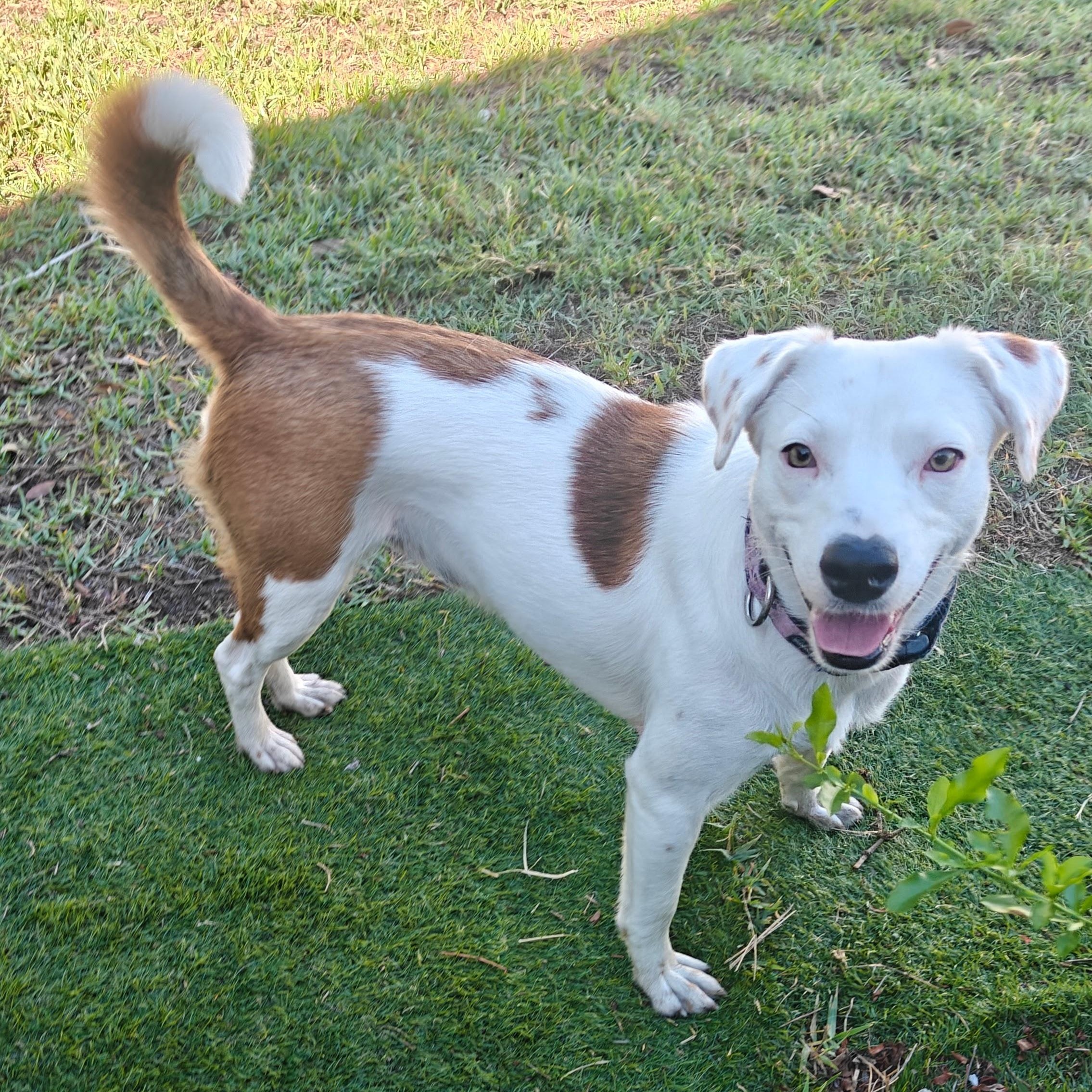 Yogurt - Adoptable Pet | Petfinder | Petfinder