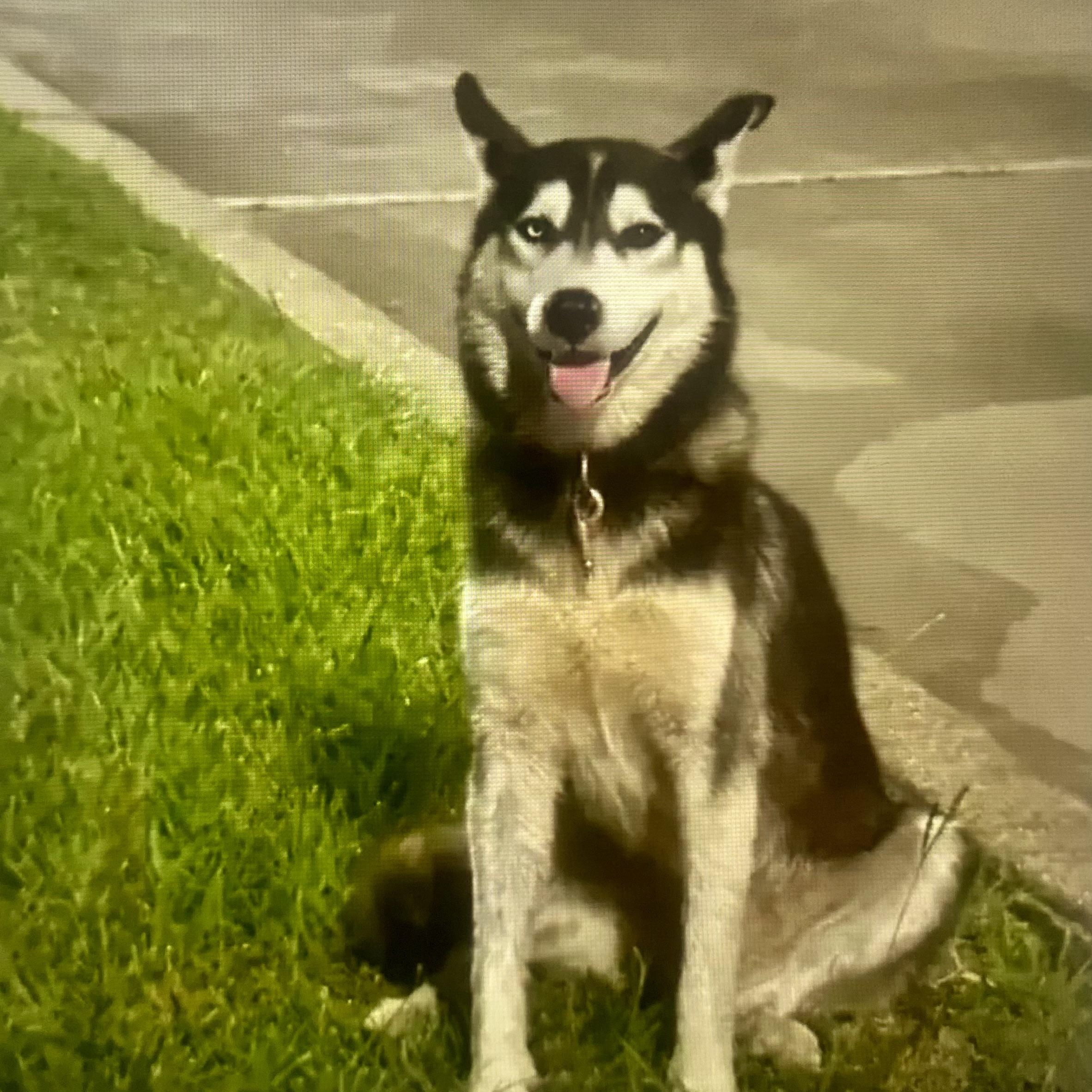 Dog for adoption - Hercules, a Husky Mix in Springfield, MA | Petfinder