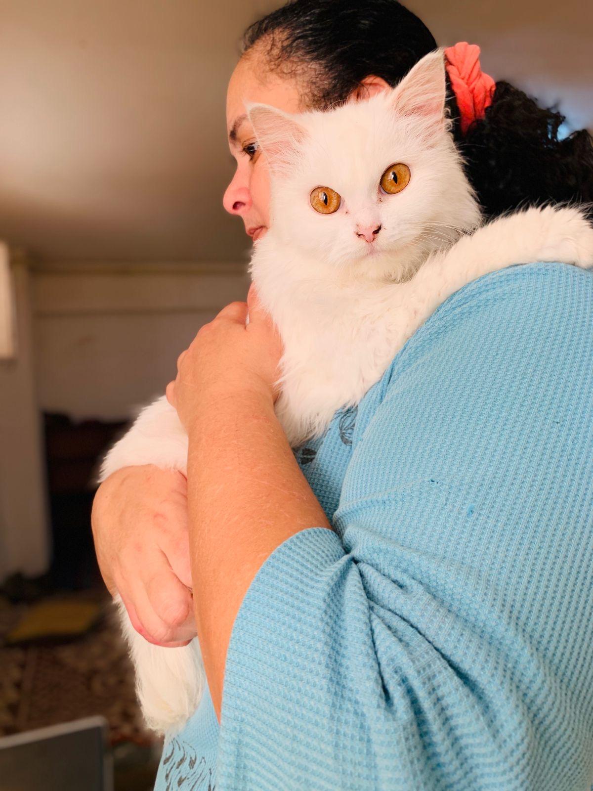 Cat for adoption - Lole MM, a Persian & Turkish Angora Mix in ...