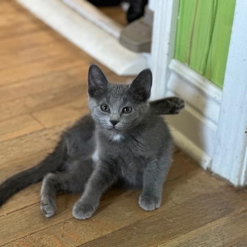 Heddi - Adoptable Pet | Petfinder | Petfinder