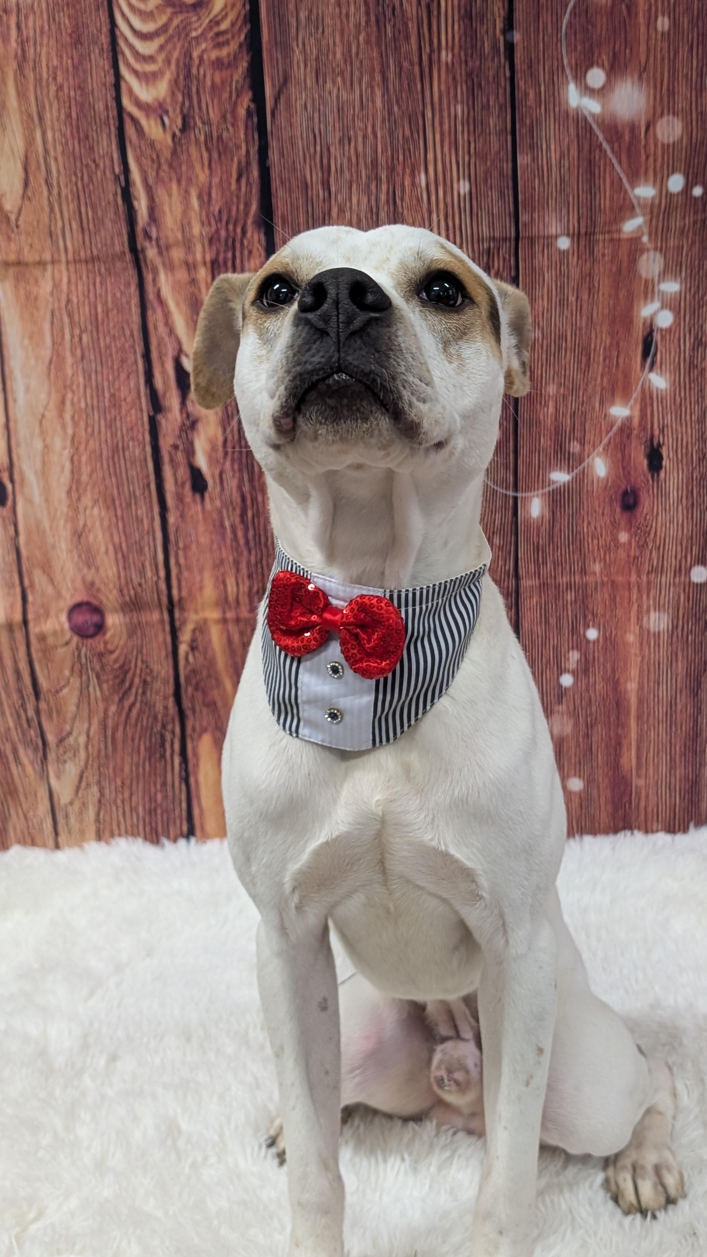 Dog for adoption - Mr. Pablo, a Boxer Mix in Sturgis, MI | Petfinder