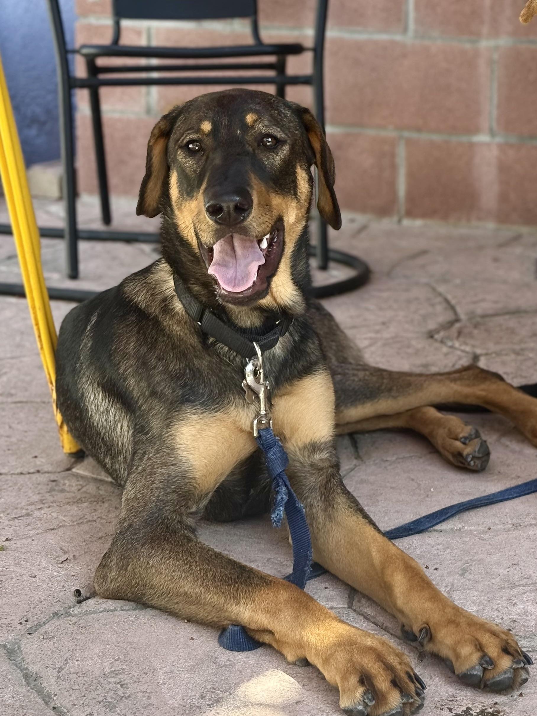 Dog for adoption - Tito, a Doberman Pinscher & German Shepherd Dog Mix ...
