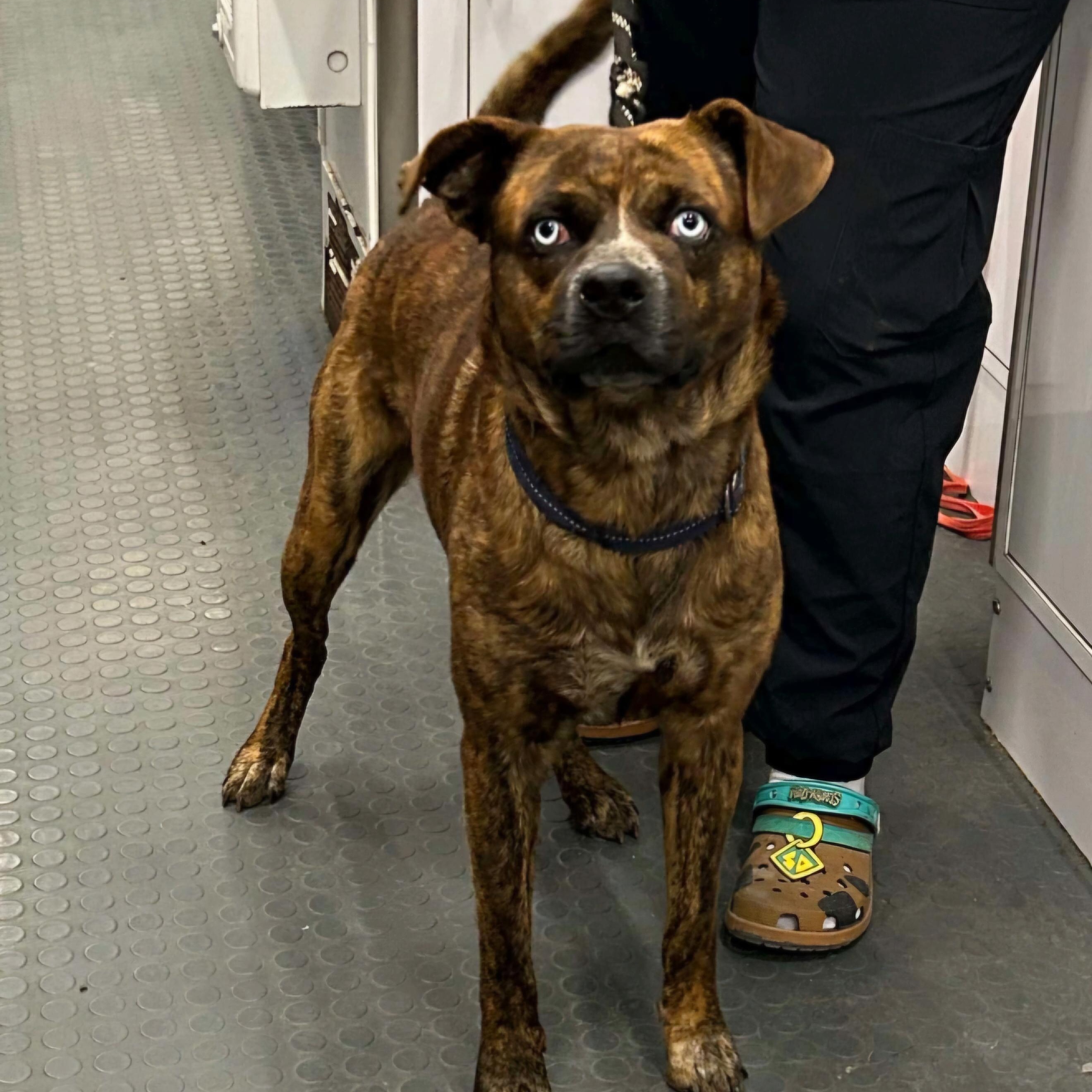 Dog for adoption - Beethoven, a Mixed Breed in Baltimore, MD | Petfinder