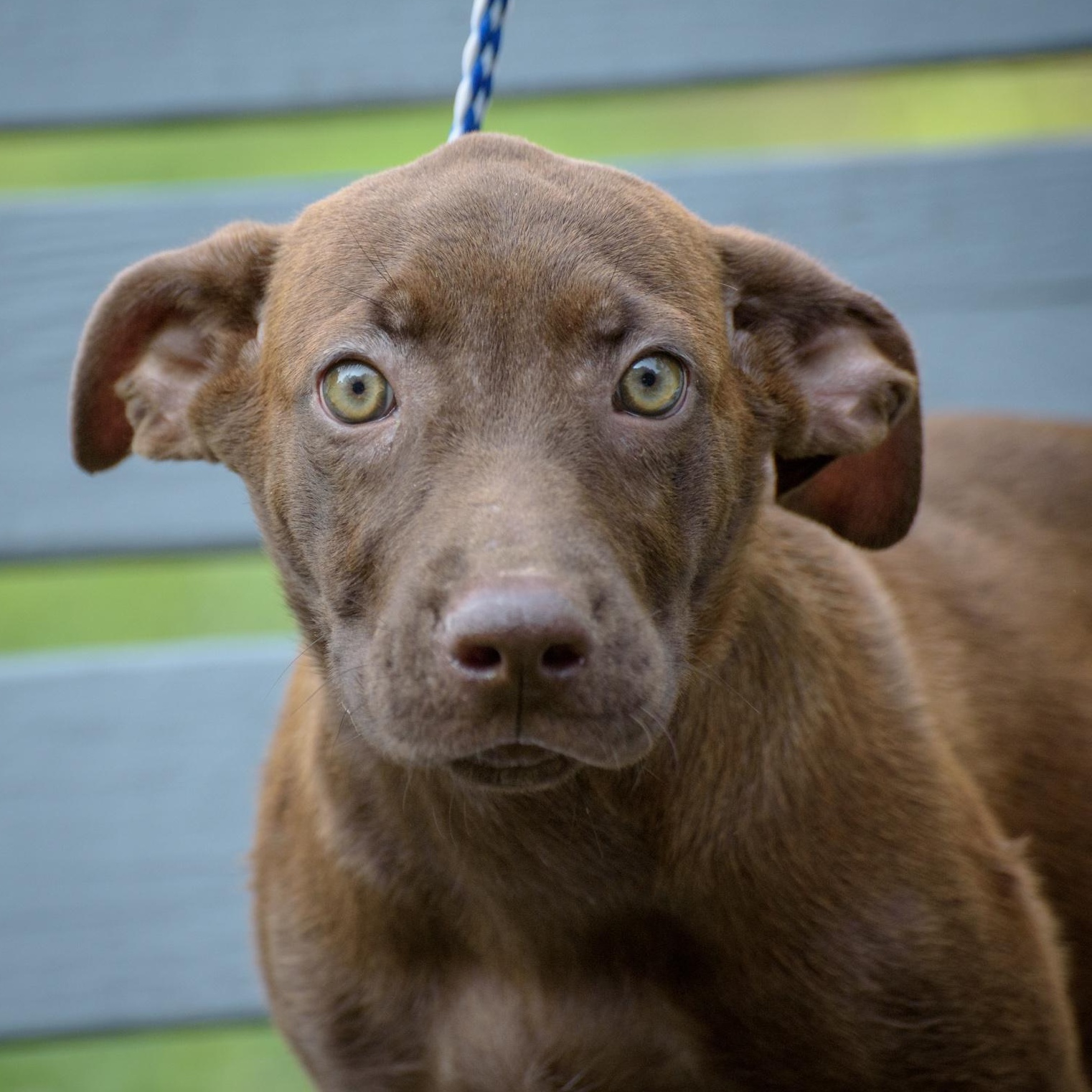 Dog for adoption - Chantal, a Hound Mix in Lambertville, NJ | Petfinder