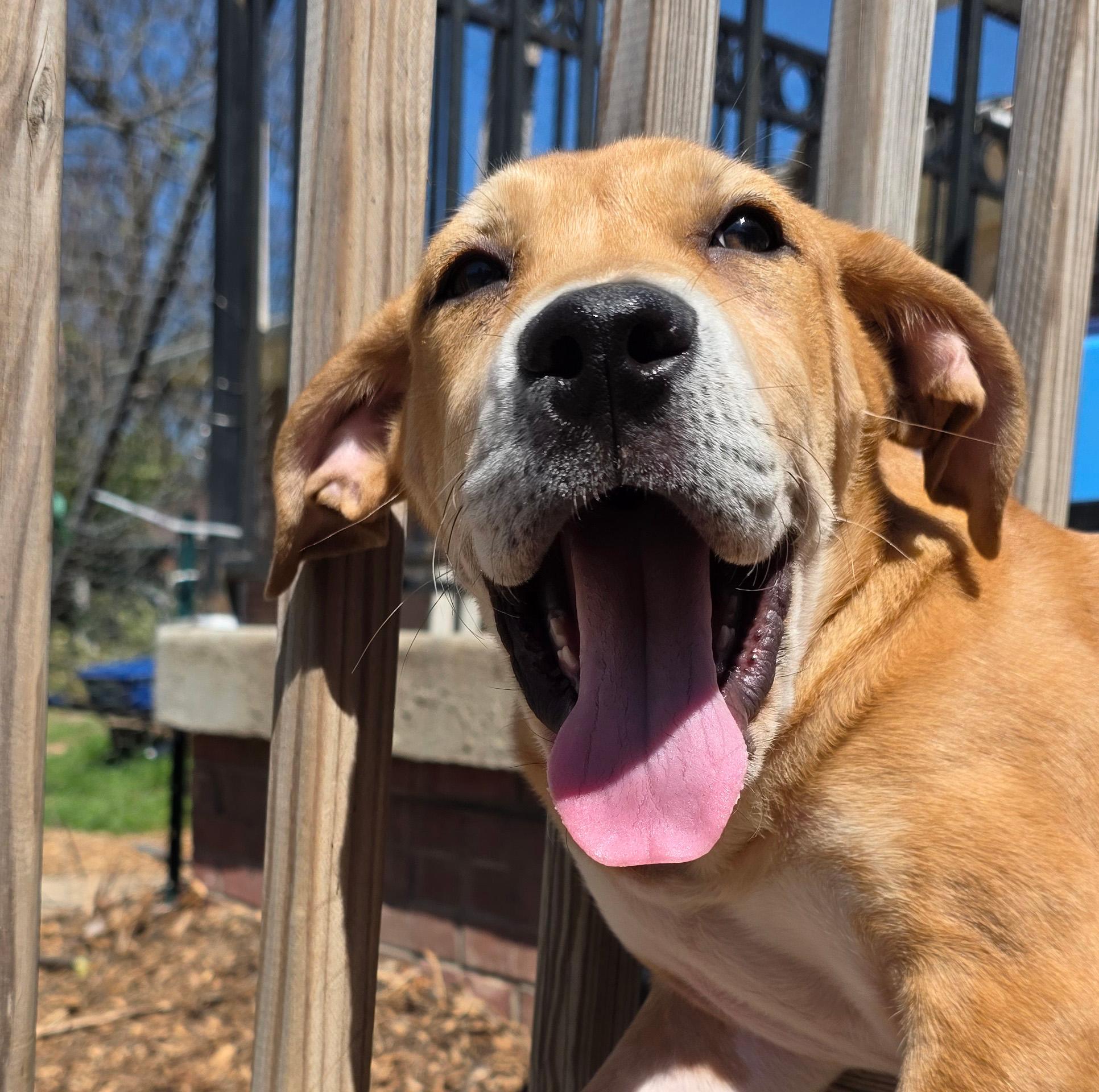 Dog for adoption - Clyde, a Great Dane Mix in Johnston, RI | Petfinder