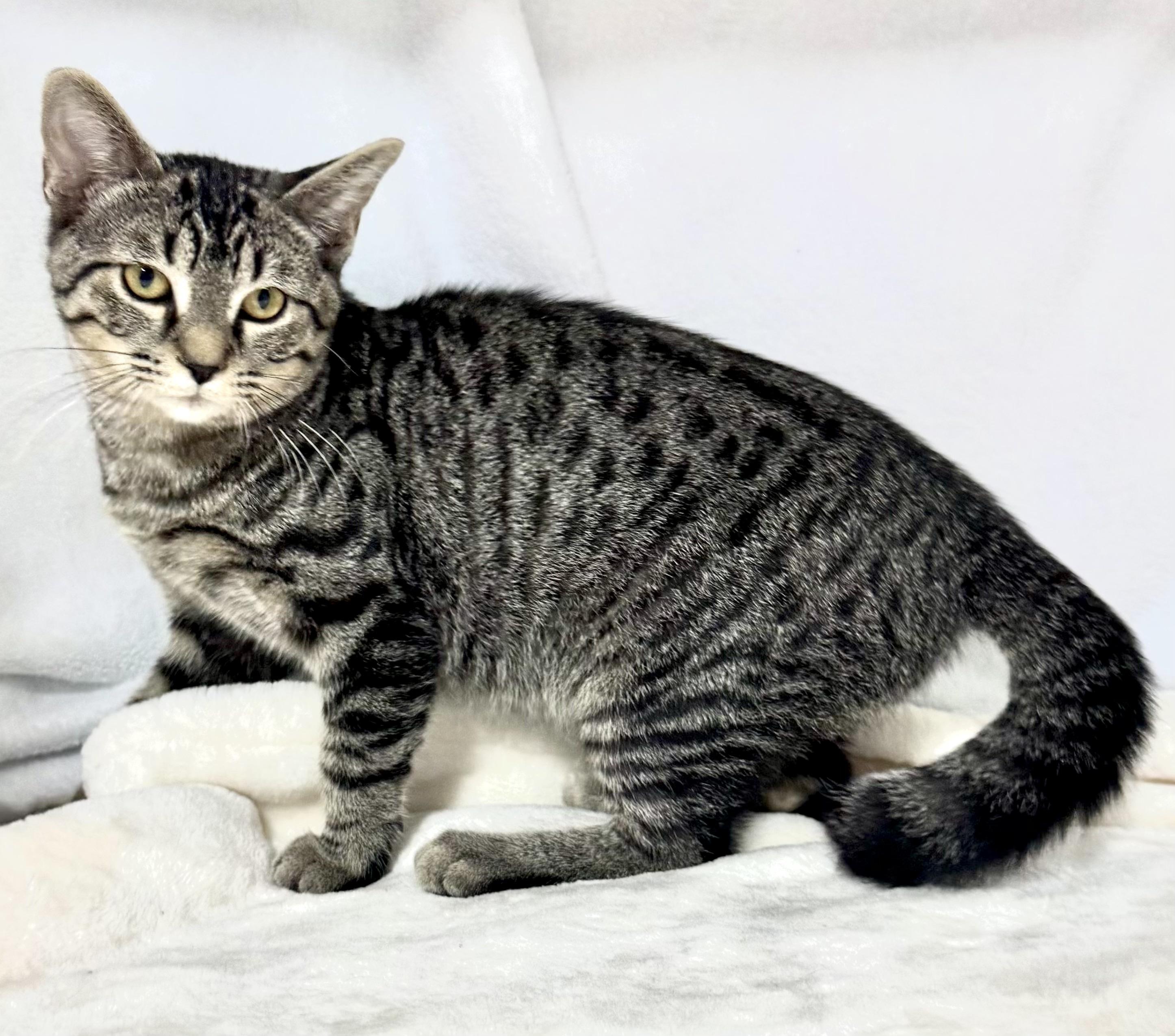 Cat for adoption - AVOCADO, a Domestic Short Hair & American Bobtail ...