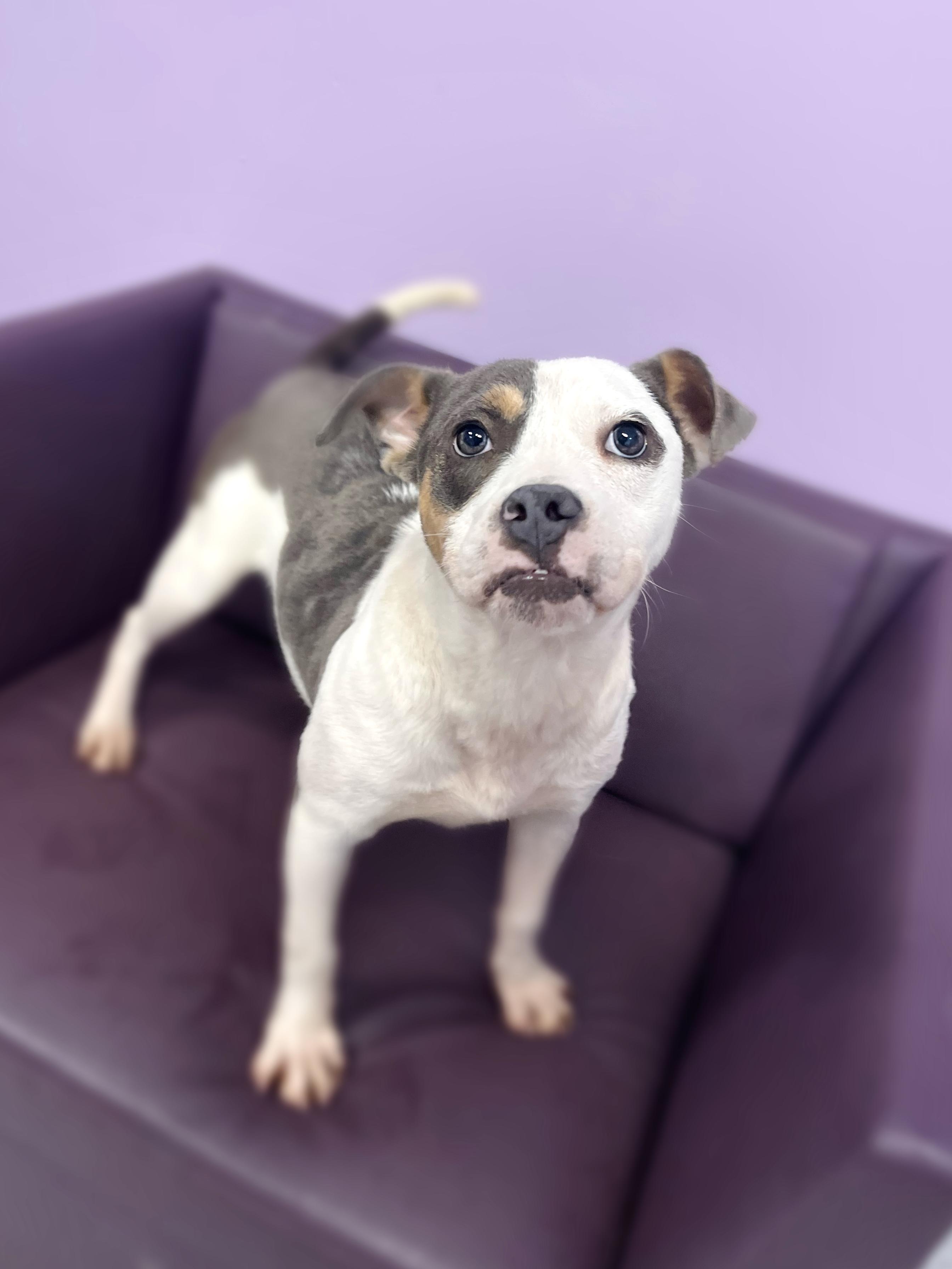 Demi in NH! Come Meet Our Adoptable Dogs Wed-Sat More Info in Bio ...