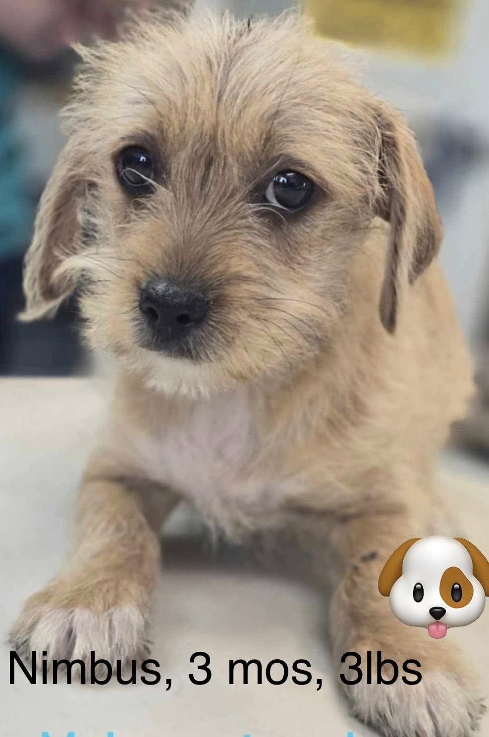 Dog for adoption - Nimbus, a Poodle (Toy) & Chihuahua Mix in Silver ...