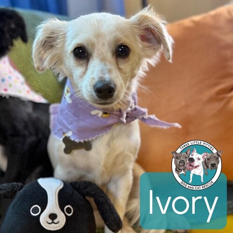 Dog for adoption - Ivory, a Chihuahua & Terrier Mix in Syracuse, NY ...