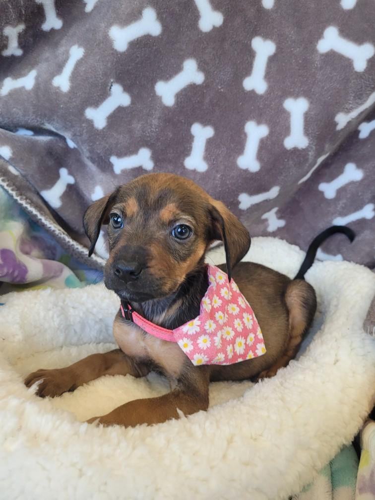 Dog for adoption - Lily - [ ] Saturday Pet Supplies Plus 1-3- 5348 ...