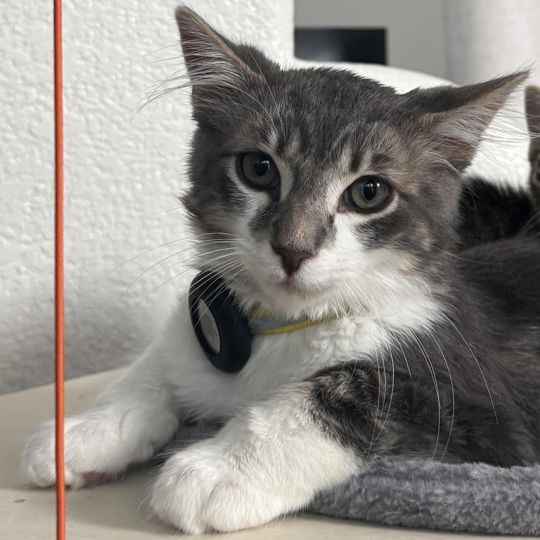 Cat for adoption - Grosminet - male kitten, a Domestic Long Hair in San ...