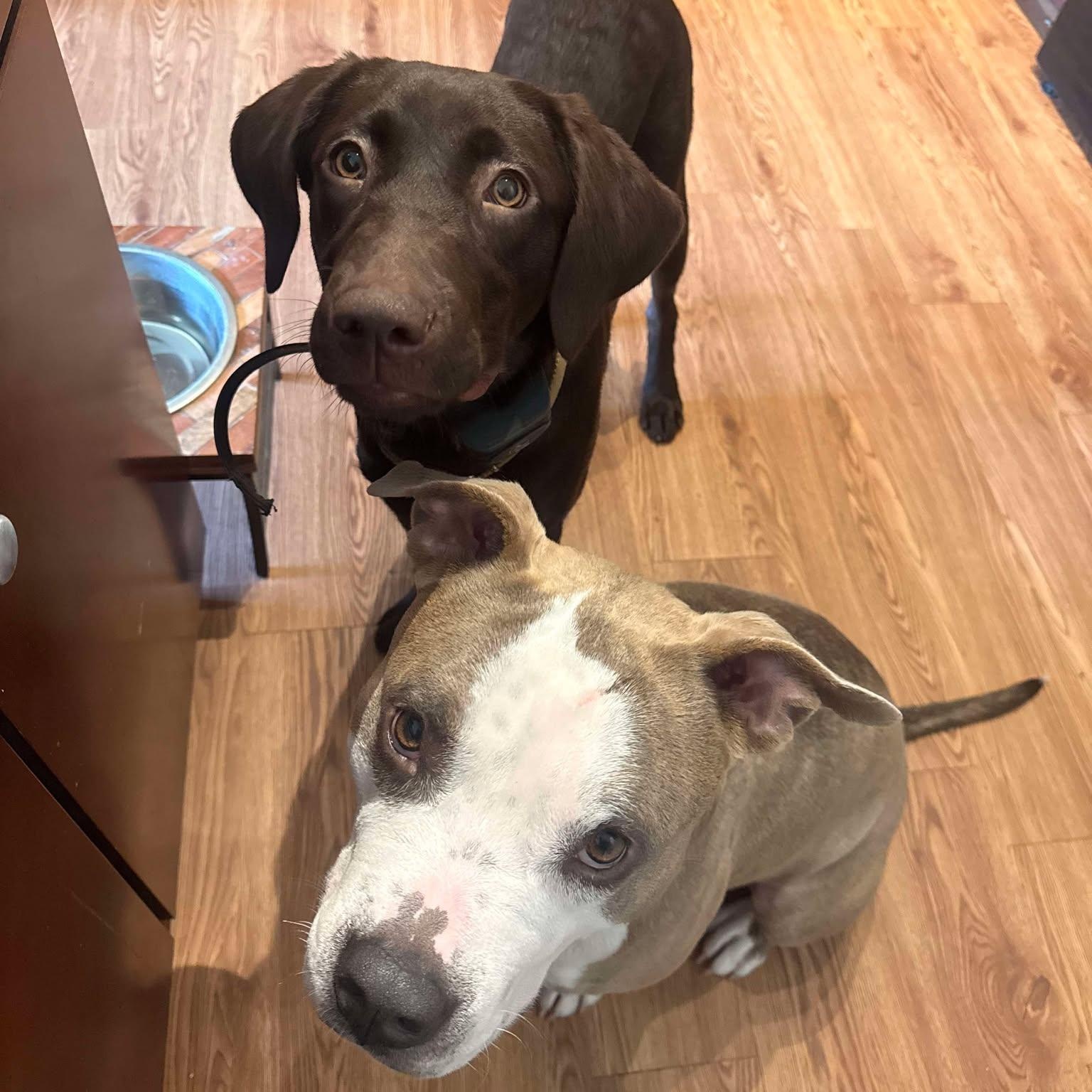 Dog for adoption - Chip, a Pit Bull Terrier Mix in South Weber, UT ...