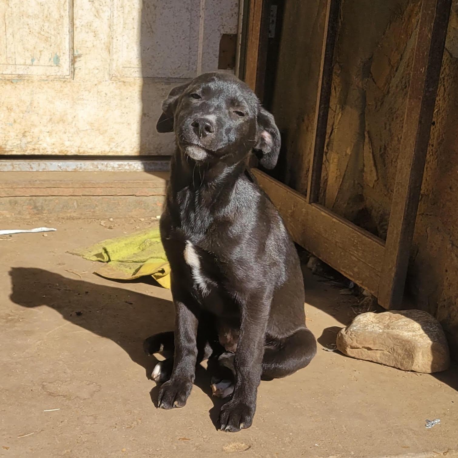 Dog for adoption - CALI, a Labrador Retriever Mix in Chicopee, MA ...