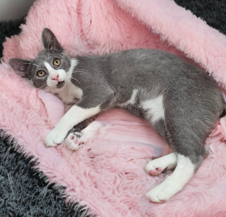 Cat for adoption - Machito, a Domestic Short Hair in Miami, FL | Petfinder