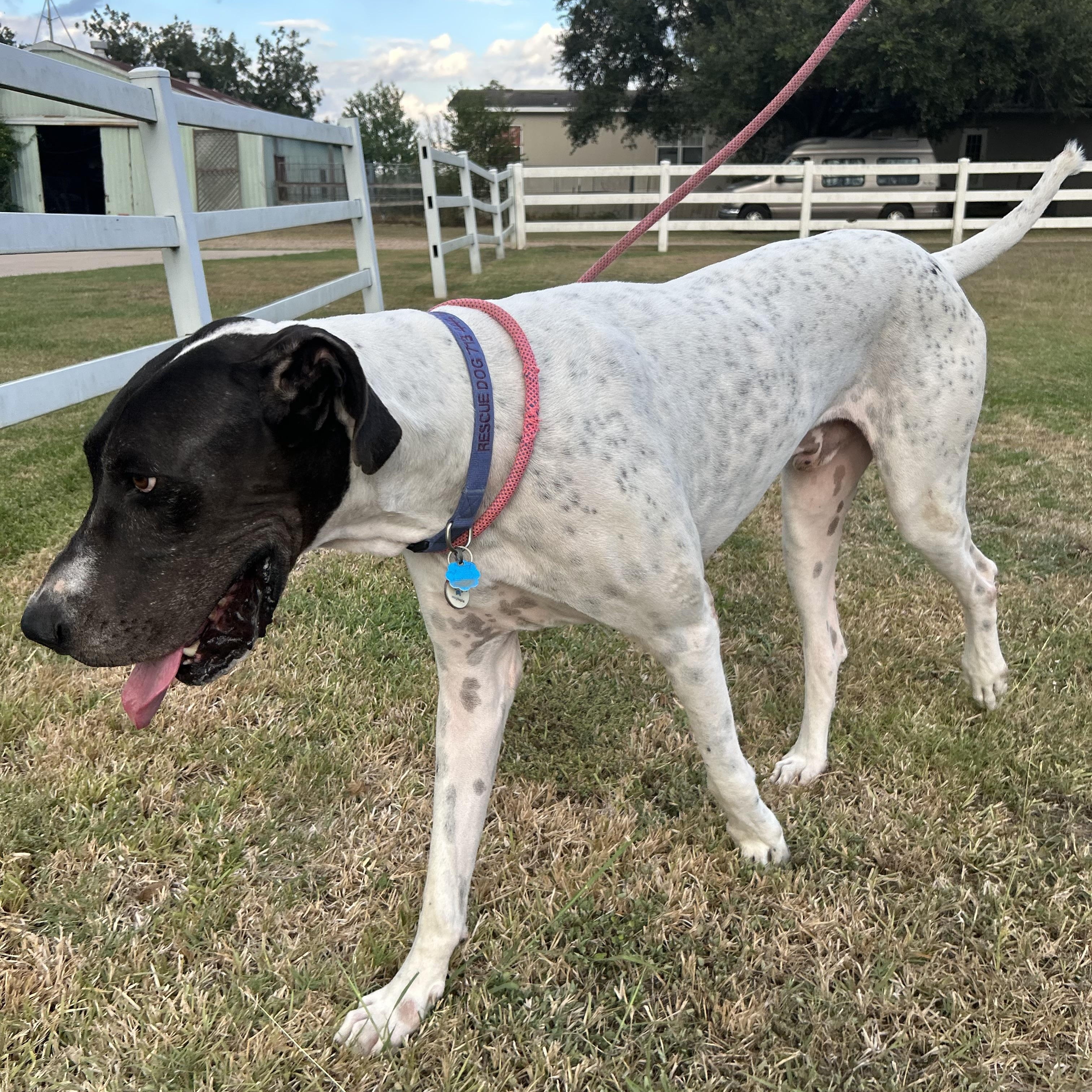 Dog for adoption - Callum, a Great Dane Mix in Ridgefield, NJ | Petfinder
