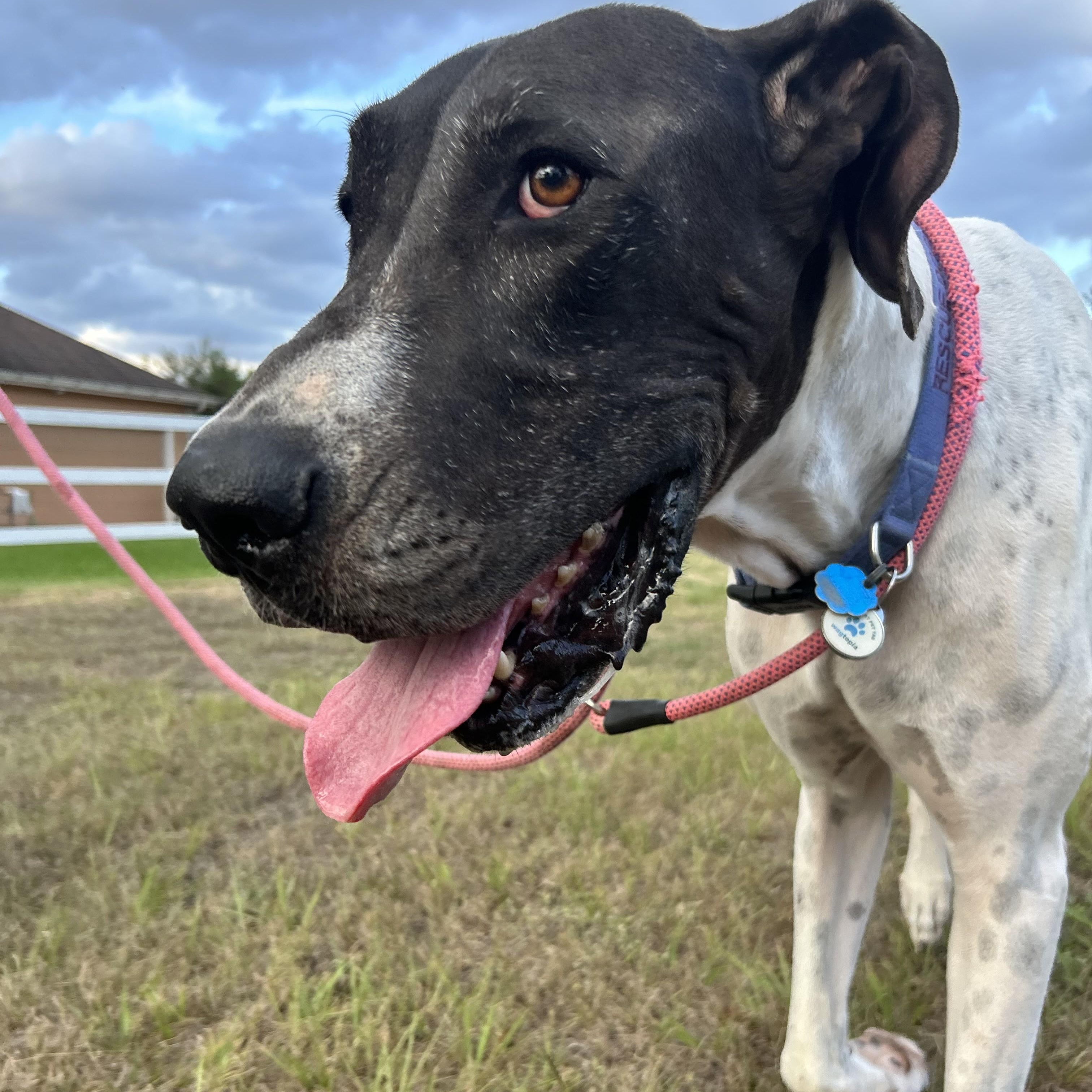 Dog for adoption - Callum, a Great Dane Mix in Ridgefield, NJ | Petfinder