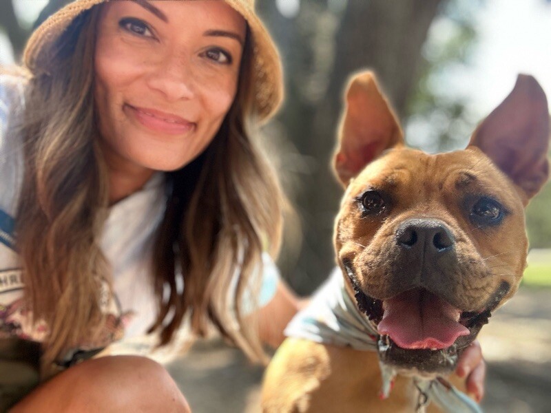 Dog for adoption - Chunk the Hunky Dream Pocket Pittie, a Pit Bull ...