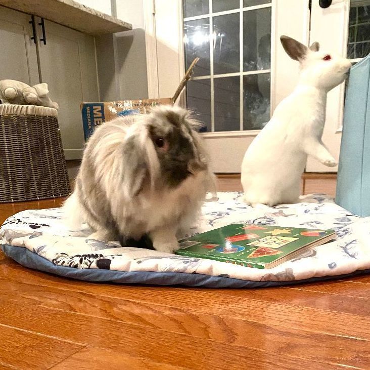 Rabbit for adoption - Gunter (bonded to Carrots)*, a Lionhead & Lop ...