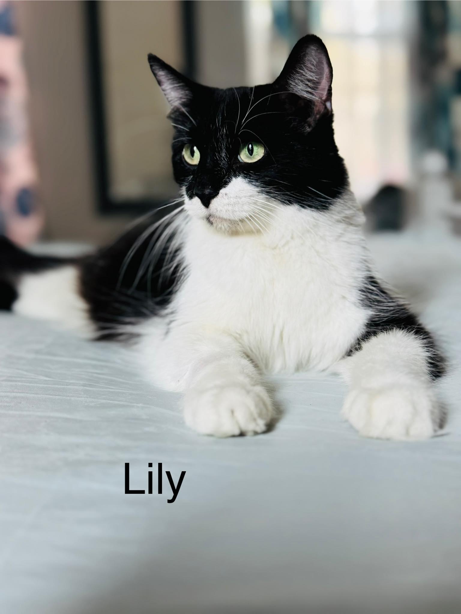 Cat for adoption - Lily cat, a Domestic Medium Hair in Bellevue, WA ...