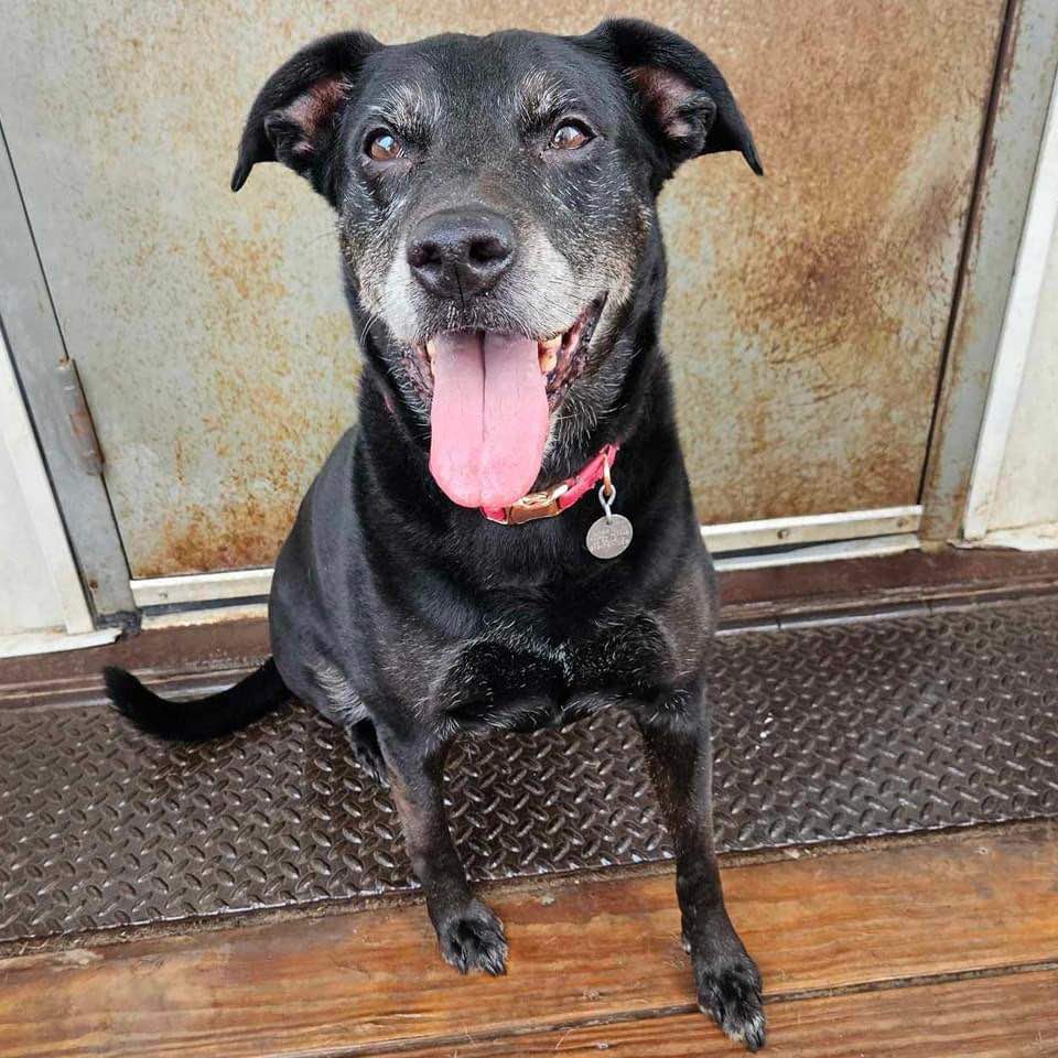 Dog for adoption - Holly, a Black Labrador Retriever Mix in La Salle, IL | Petfinder