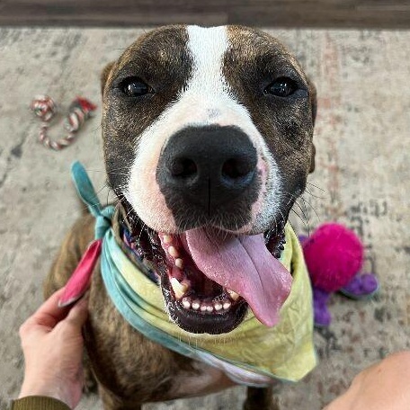 Dog for adoption - Nolan Brice, a Pit Bull Terrier & Hound Mix in ...