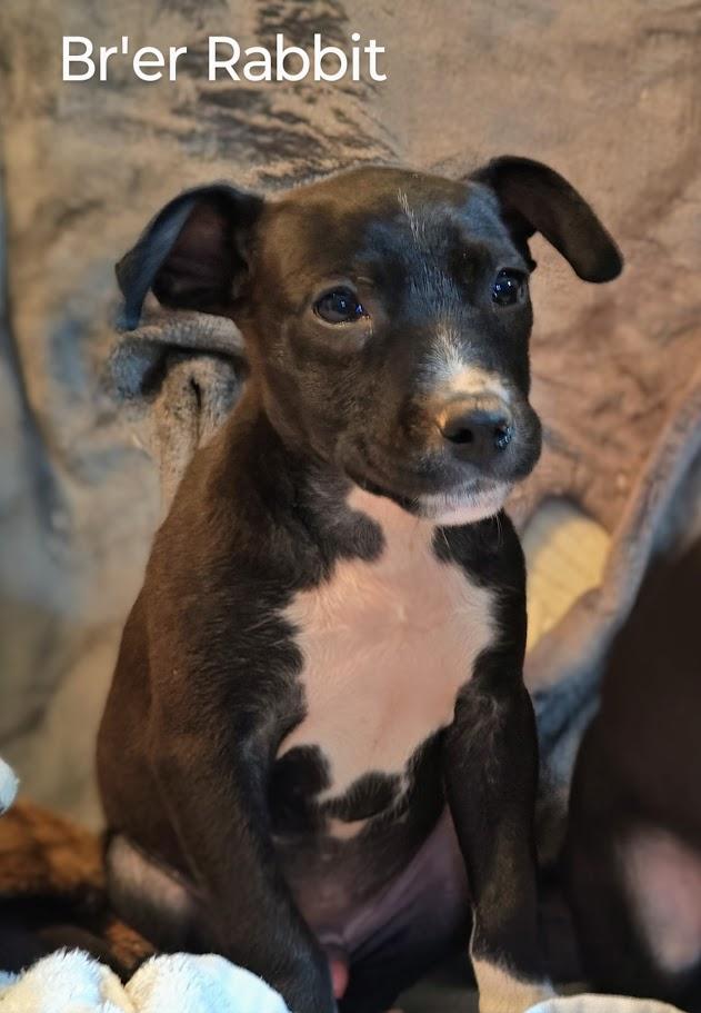 Dog for adoption - Brer Rabbit, a Boston Terrier & Labrador Retriever ...