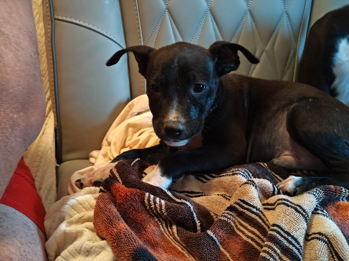 Dog for adoption - Brer Rabbit, a Boston Terrier & Labrador Retriever ...