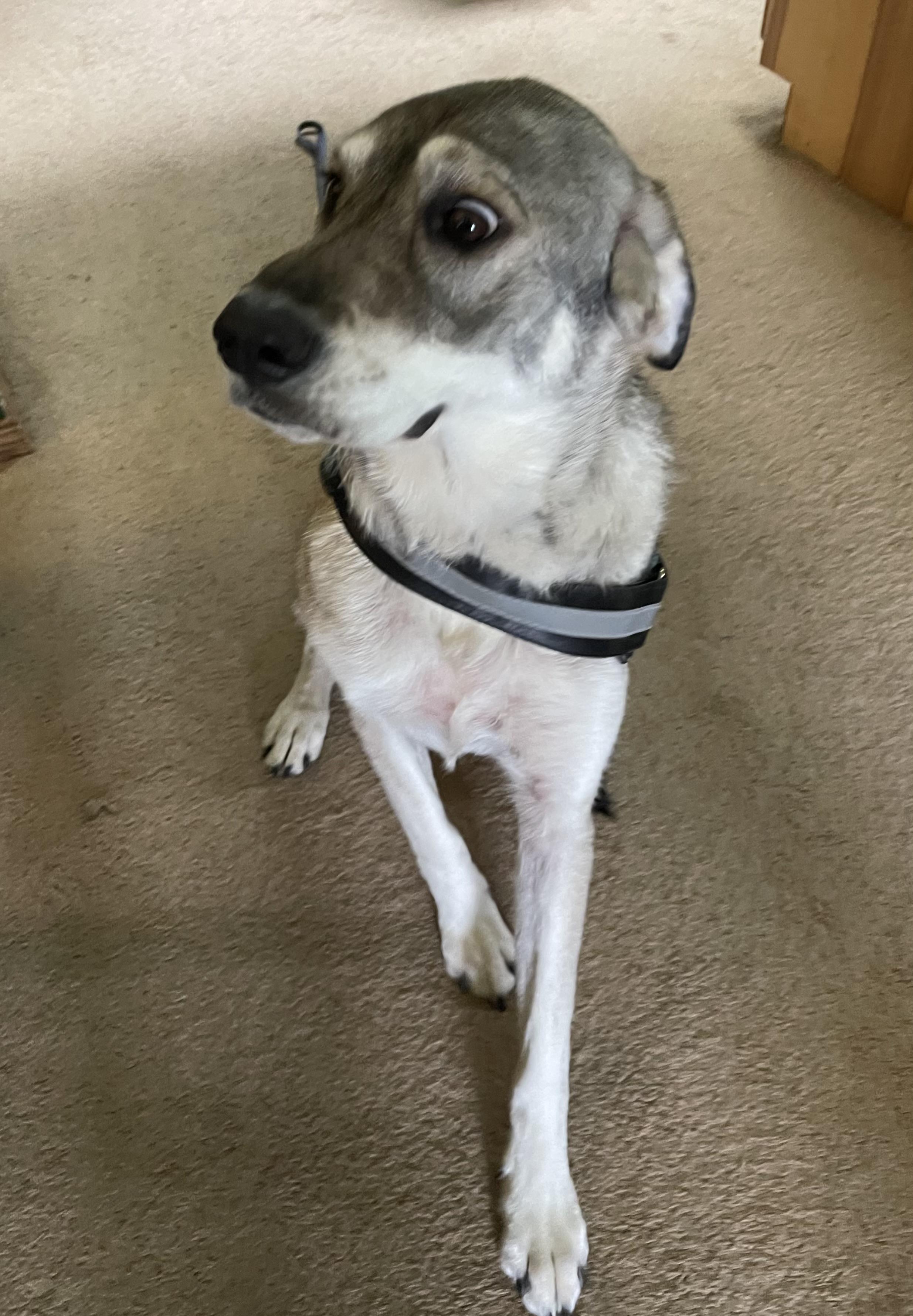 Dog for adoption - Ginger, a Labrador Retriever Mix in McKenna, WA ...