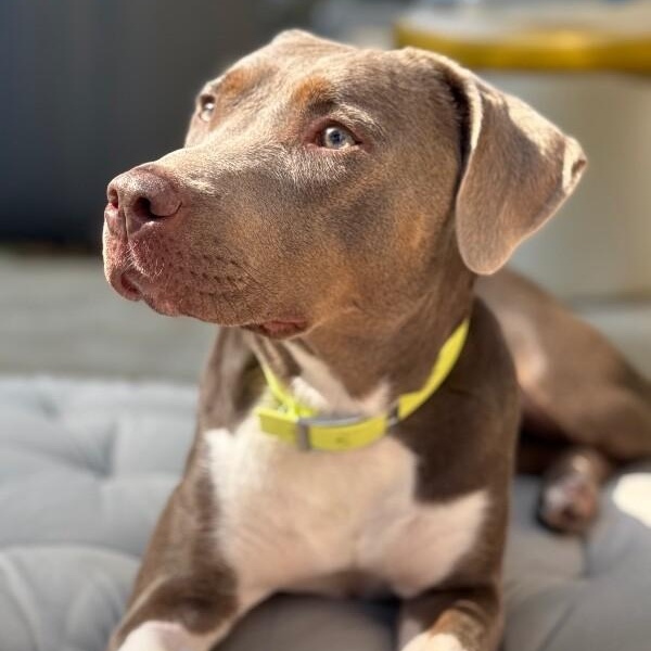 Dog for adoption - Bluebell Blueberry, a Pit Bull Terrier & Labrador ...