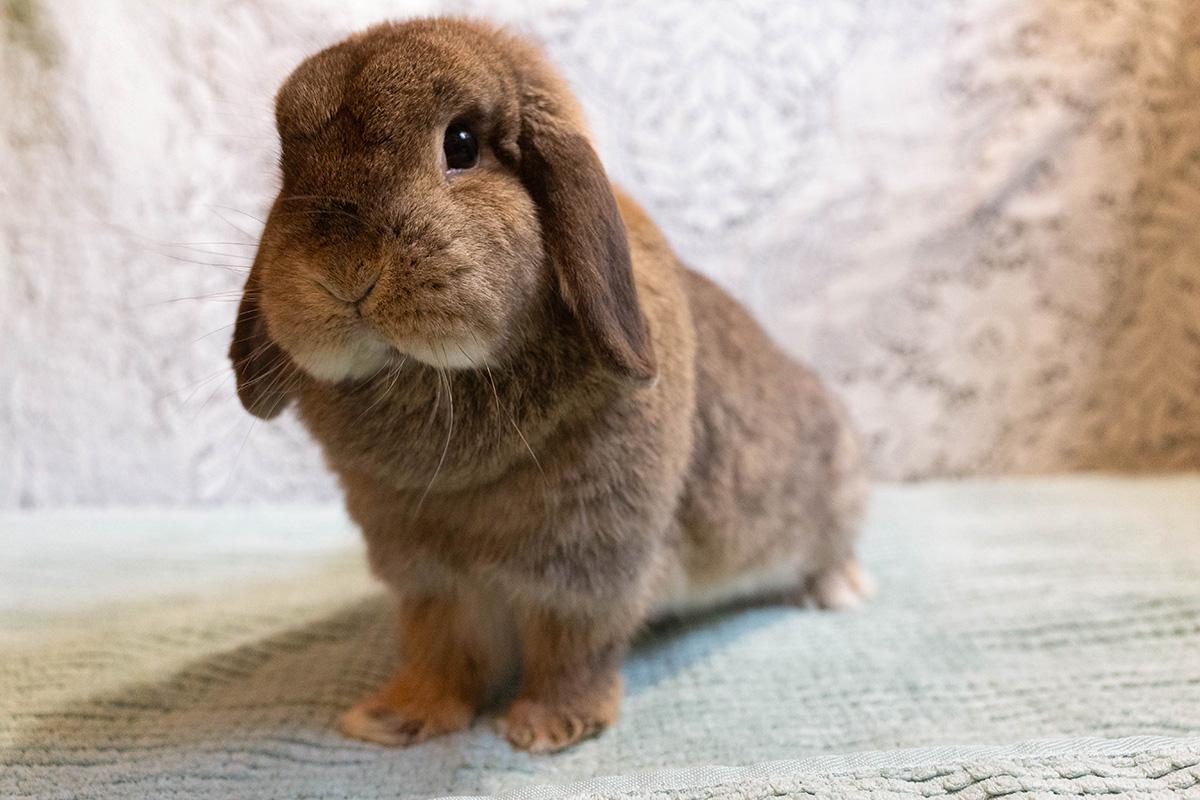 Rabbit for adoption - GusGus (bonded to her daugter Buckwheat), a Mini ...