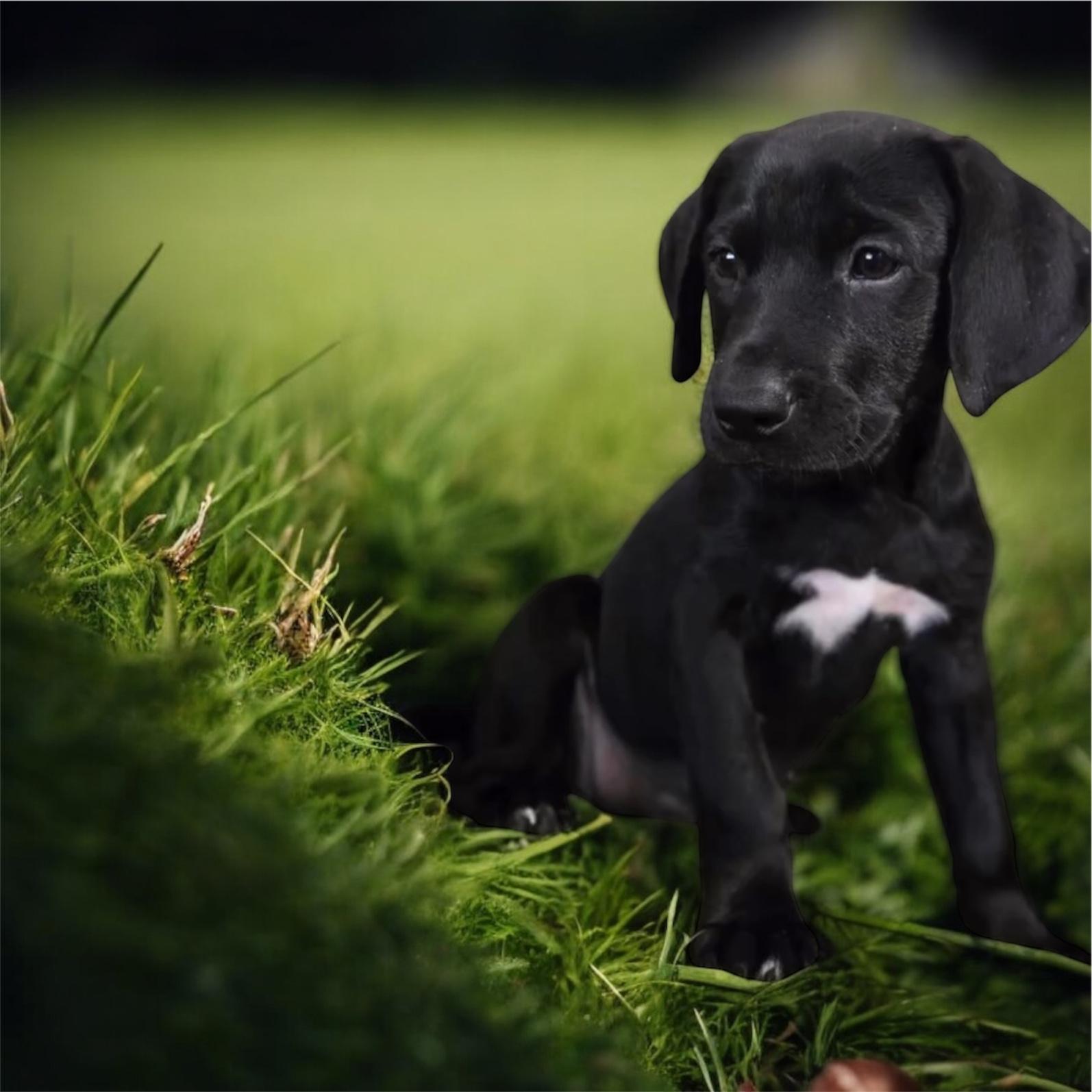 Dog for adoption - Cagan, a German Shorthaired Pointer & Labradoodle ...