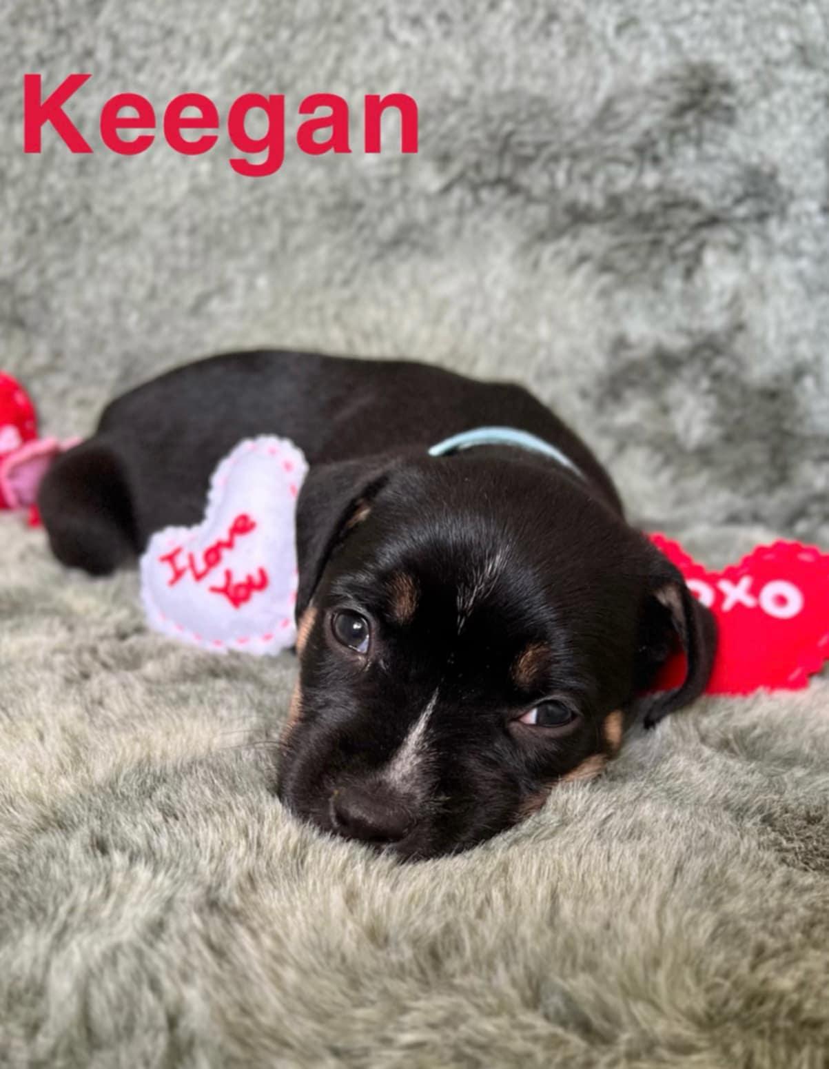 Dog for adoption - Keegan, a Shepherd Mix in Manchester, CT | Petfinder