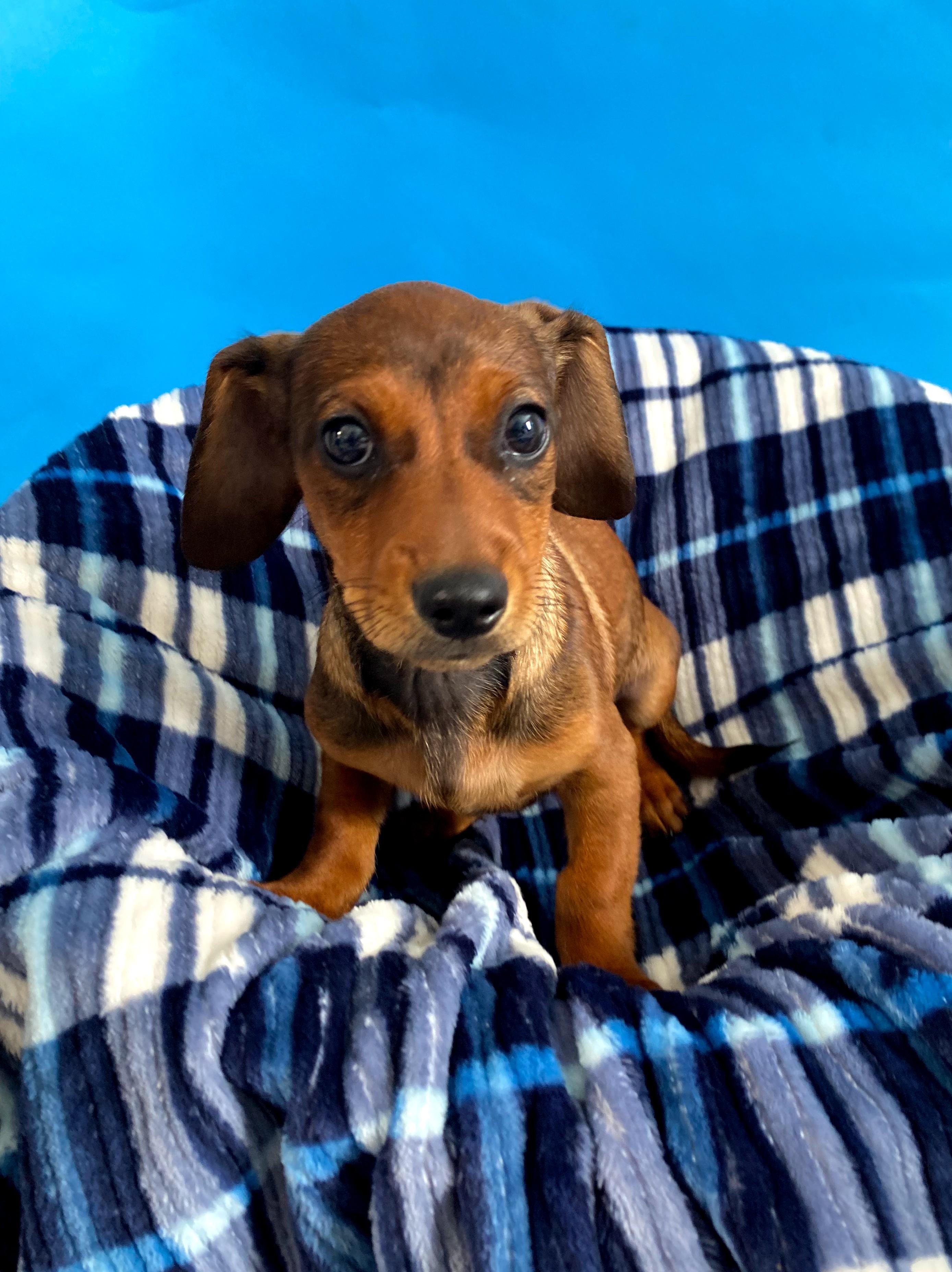 Dog for adoption - Dax, a Dachshund Mix in Lubbock, TX | Petfinder