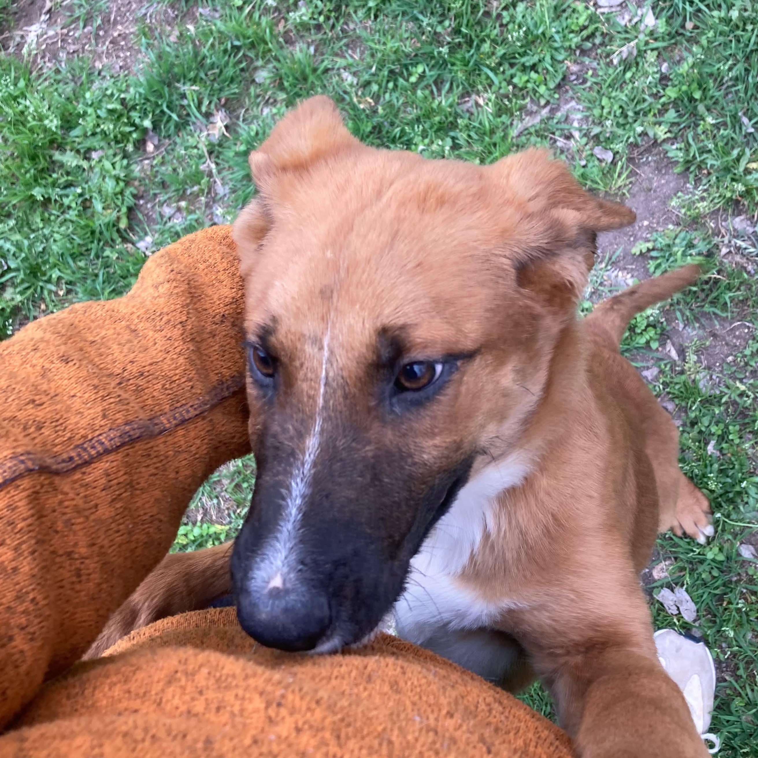 Dog for adoption - Twix, a German Shepherd Dog Mix in East Hartford, CT ...