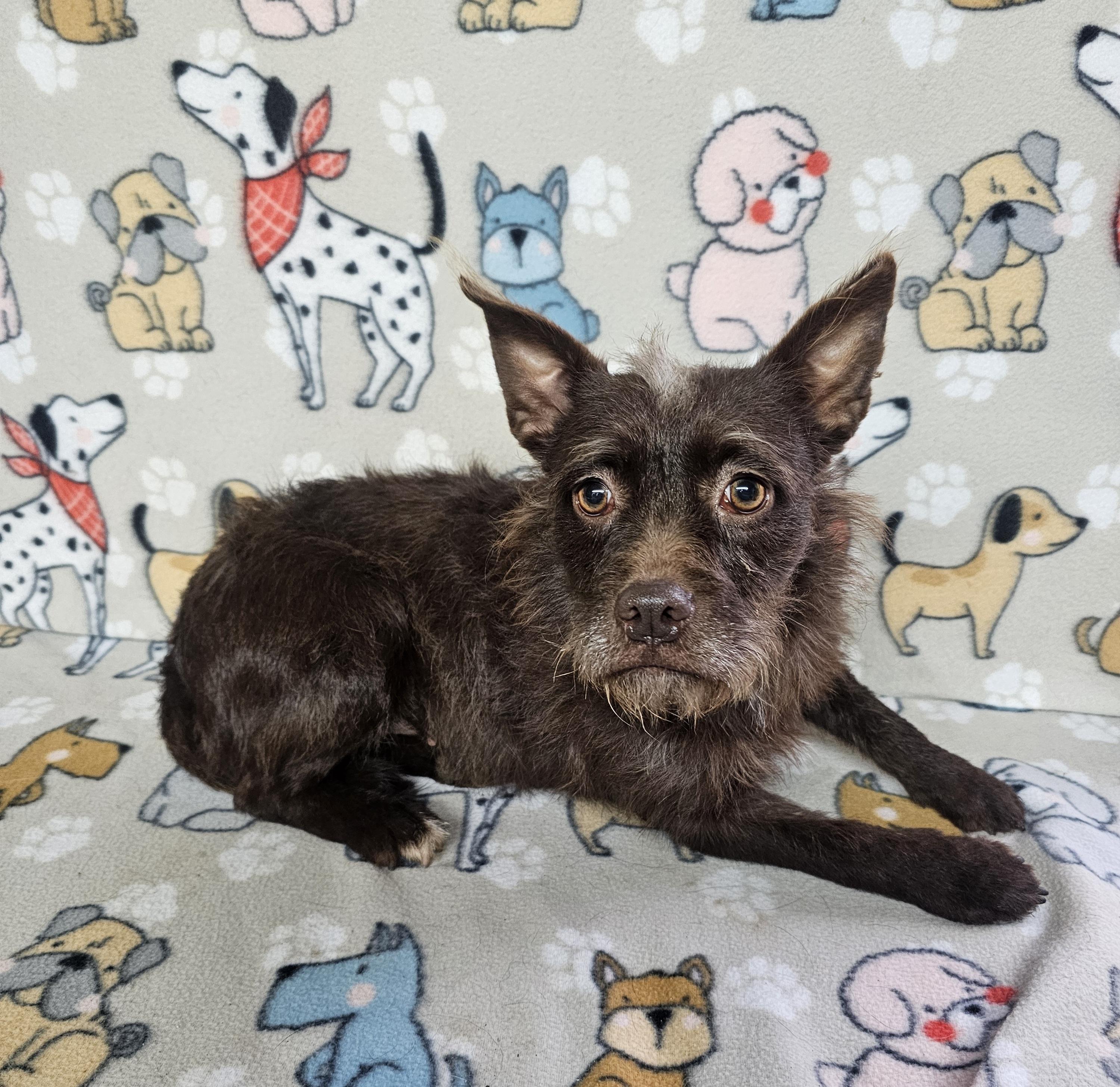 Dog for adoption - Godiva - PENDING, a Terrier Mix in Dallas, GA ...