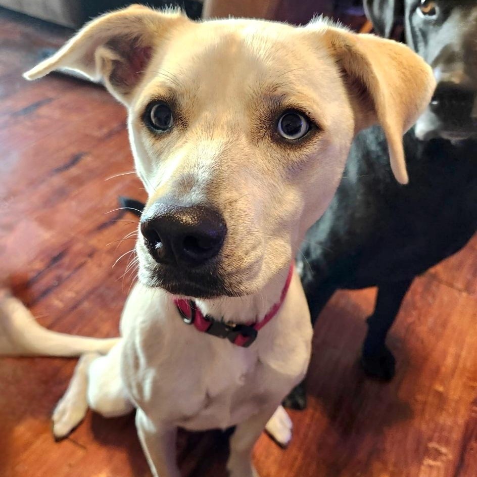 Dog for adoption - Daisy, a Labrador Retriever Mix in Minneapolis, MN ...