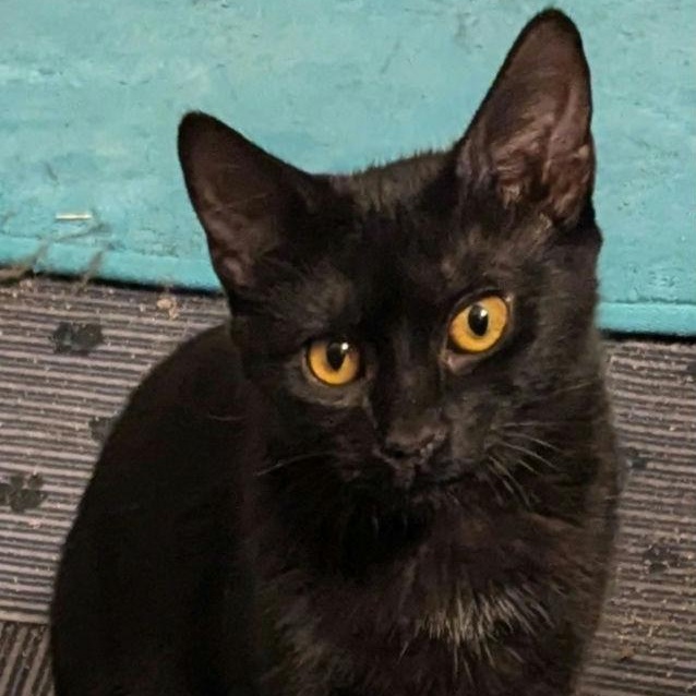 Cat for adoption - Stripsey, a Domestic Short Hair in Raritan, NJ ...