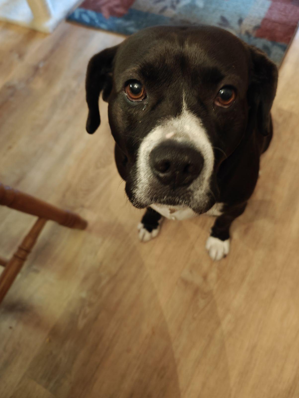 Dog for adoption - Rusty, a Boxer & Pit Bull Terrier Mix in Westwood ...