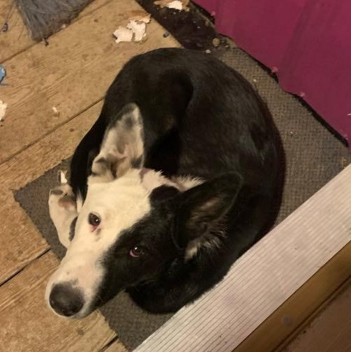 Dog for adoption - Arrowroot Foster Needed!, a Border Collie Mix in ...