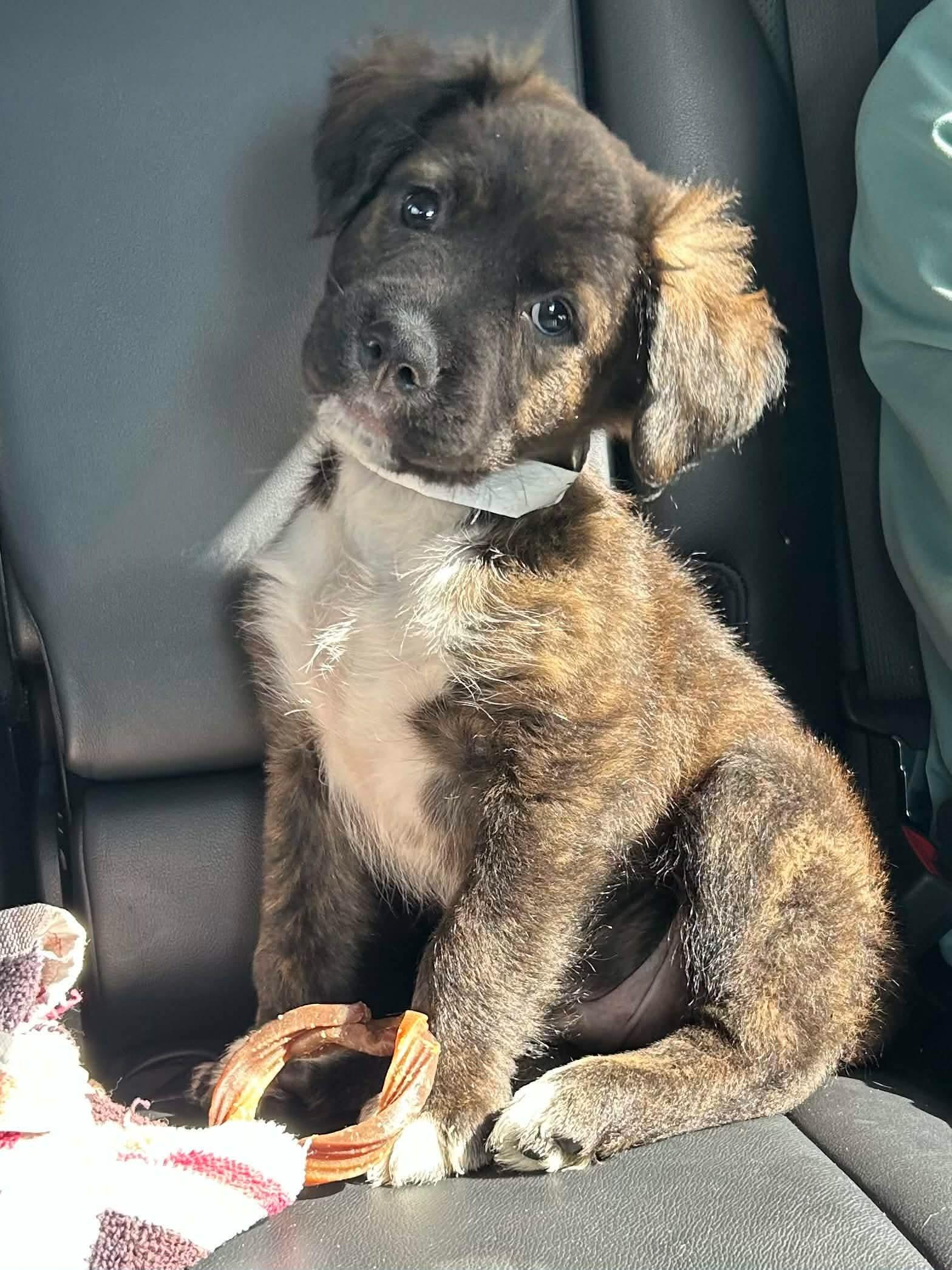 Hank - Adoptable Pet | Petfinder | Petfinder