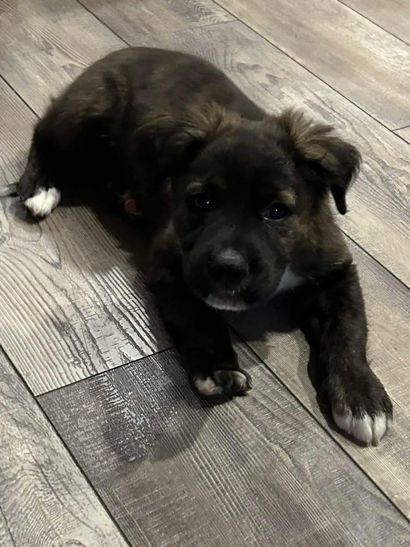 Hank - Adoptable Pet | Petfinder | Petfinder