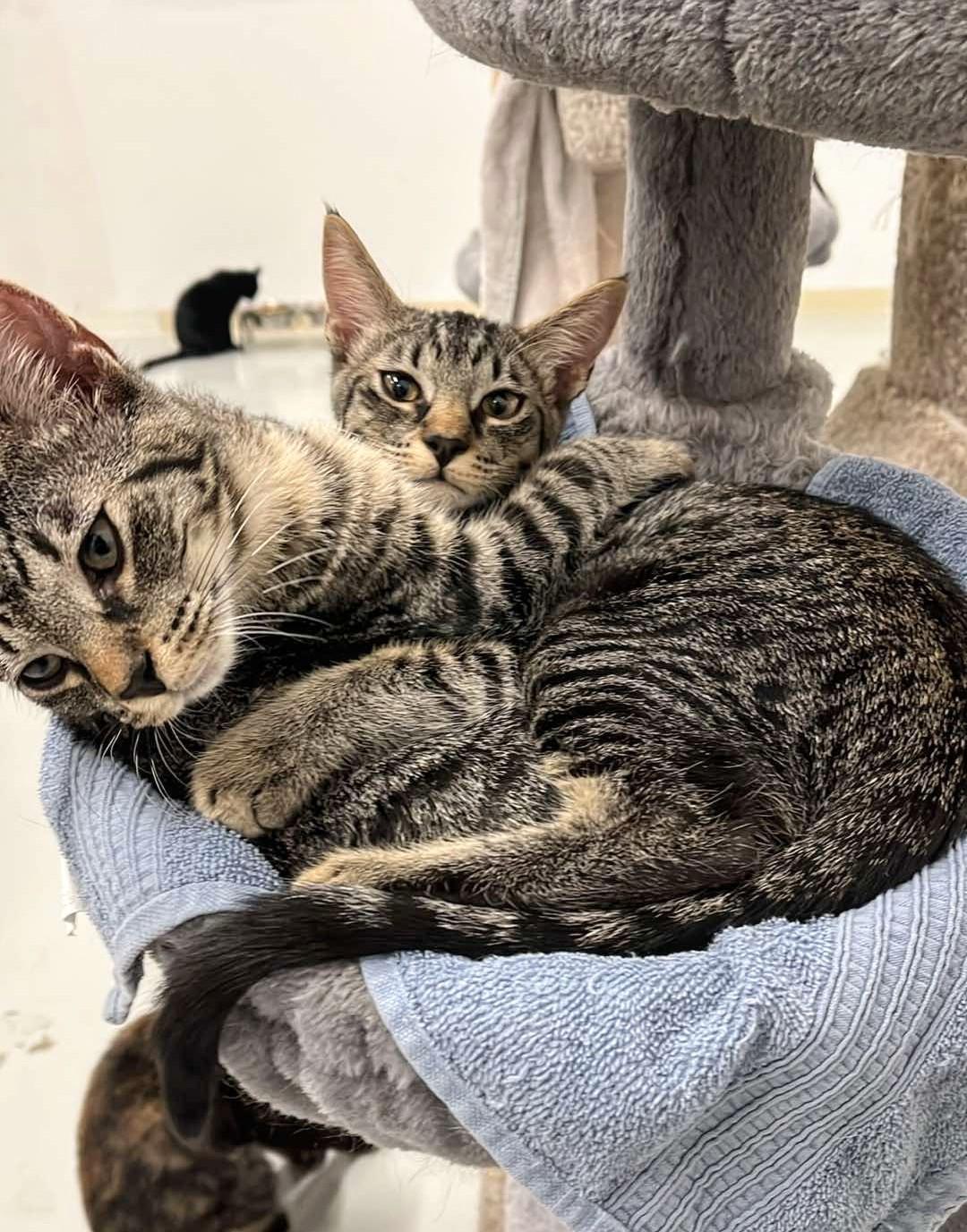 Cat for adoption - Chappy and Kenny, a Domestic Short Hair & Tabby Mix ...